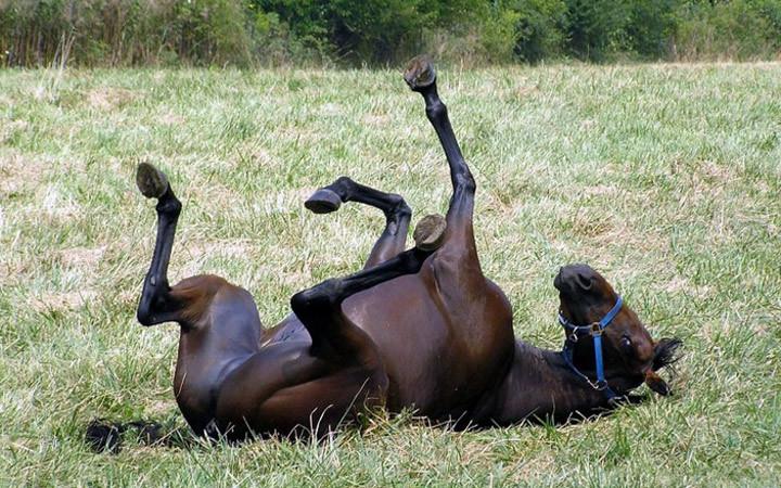 Enteritis equina - Gustavo Mirabal - Mundo Ecuestre