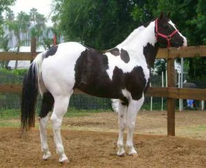 Caballo Pinto - Gustavo Mirabal - Mundo Ecuestre