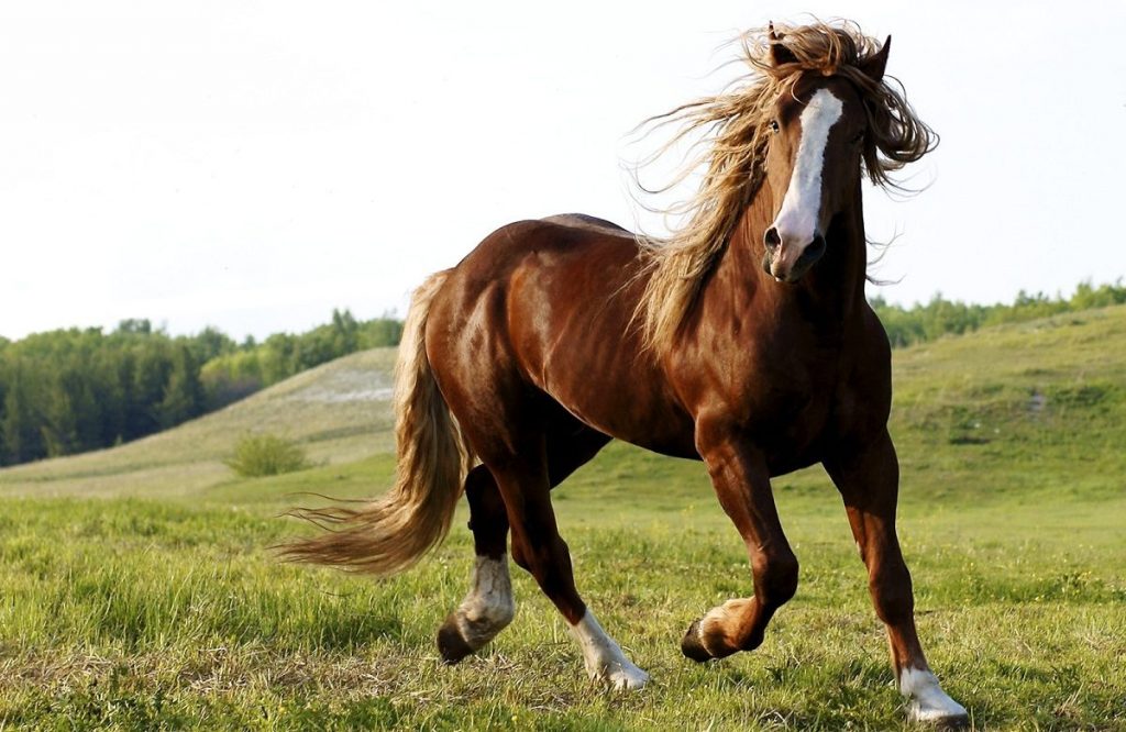 Enteritis por Clostridium perfringens. - Gustavo Mirabal - Mundo Ecuestre