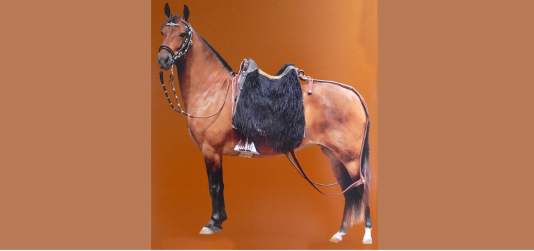 Partes del Apero Peruano - Gustavo Mirabal - Mundo Ecuestre