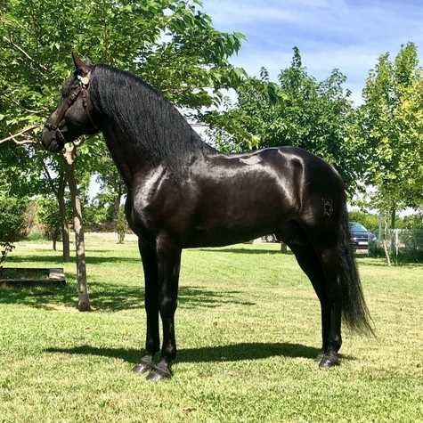 España y su orgullo por el caballo español | Gustavo Mirabal