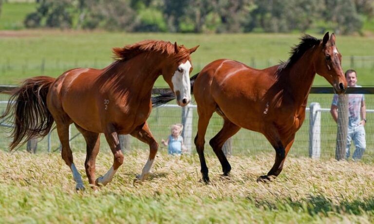 Cuidado emocional del caballo - Gustavo Mirabal - Mundo Ecuestre
